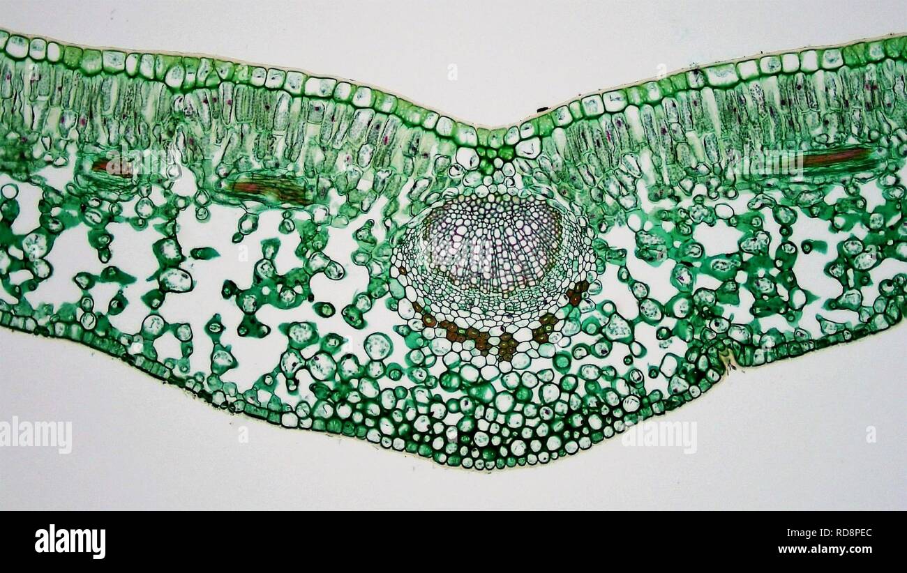 Morphologie blatt -Fotos und -Bildmaterial in hoher Auflösung – Alamy