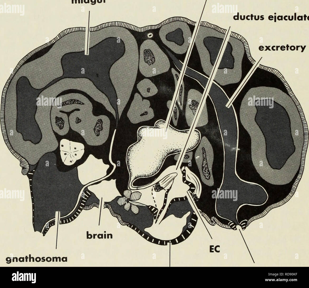. Die ejakulatorische Komplex in Wasser Milben (Acari: parasitengona ...