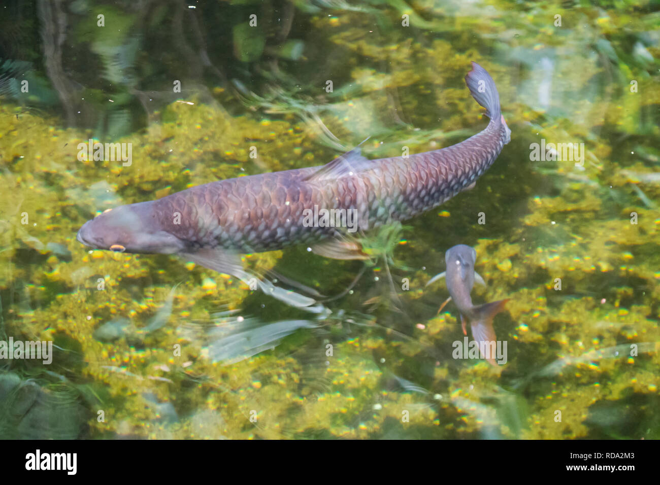 Schwimmende fische natur wilde tiere -Fotos und -Bildmaterial in hoher ...