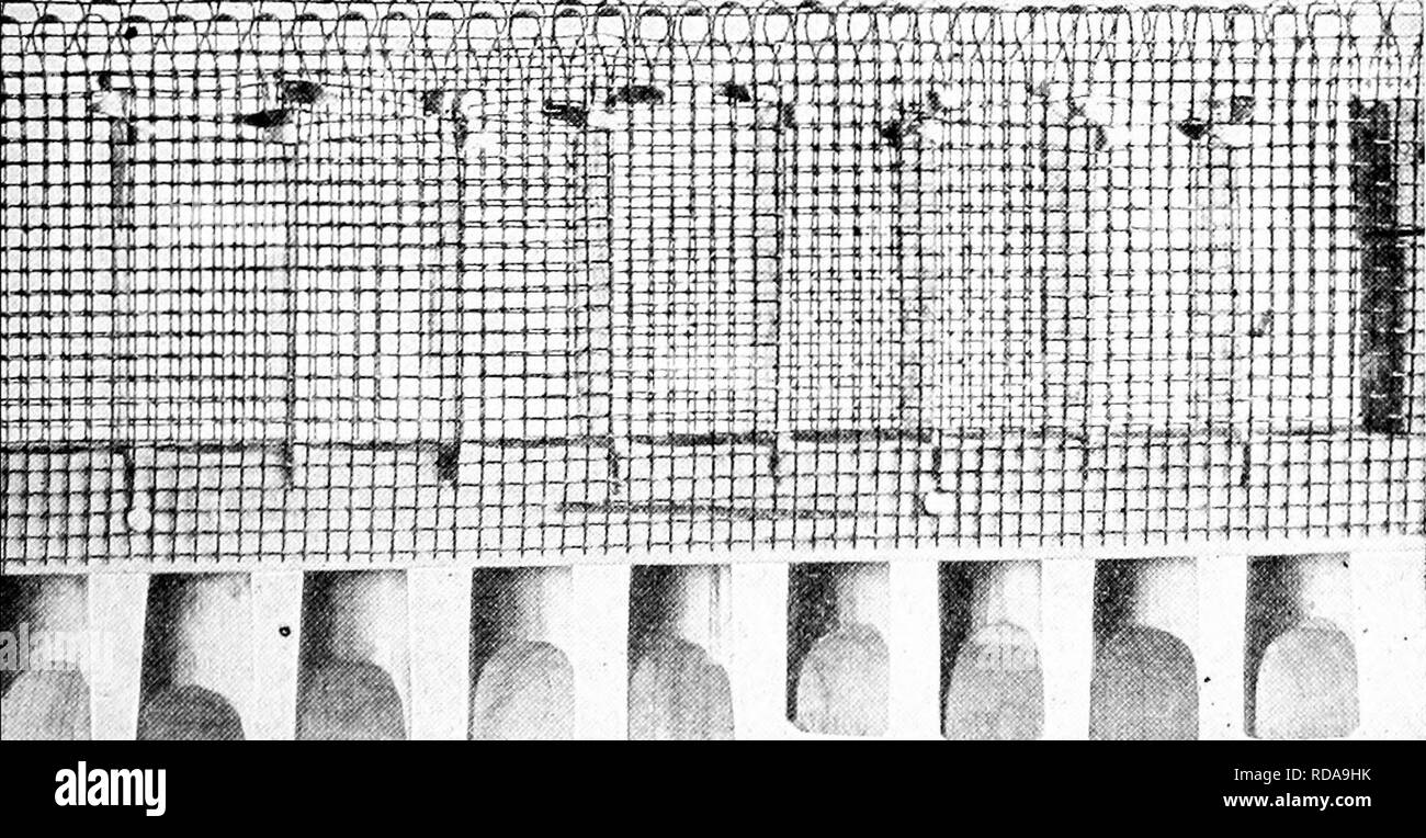 Lorenzo l langstroth -Fotos und -Bildmaterial in hoher Auflösung – Alamy