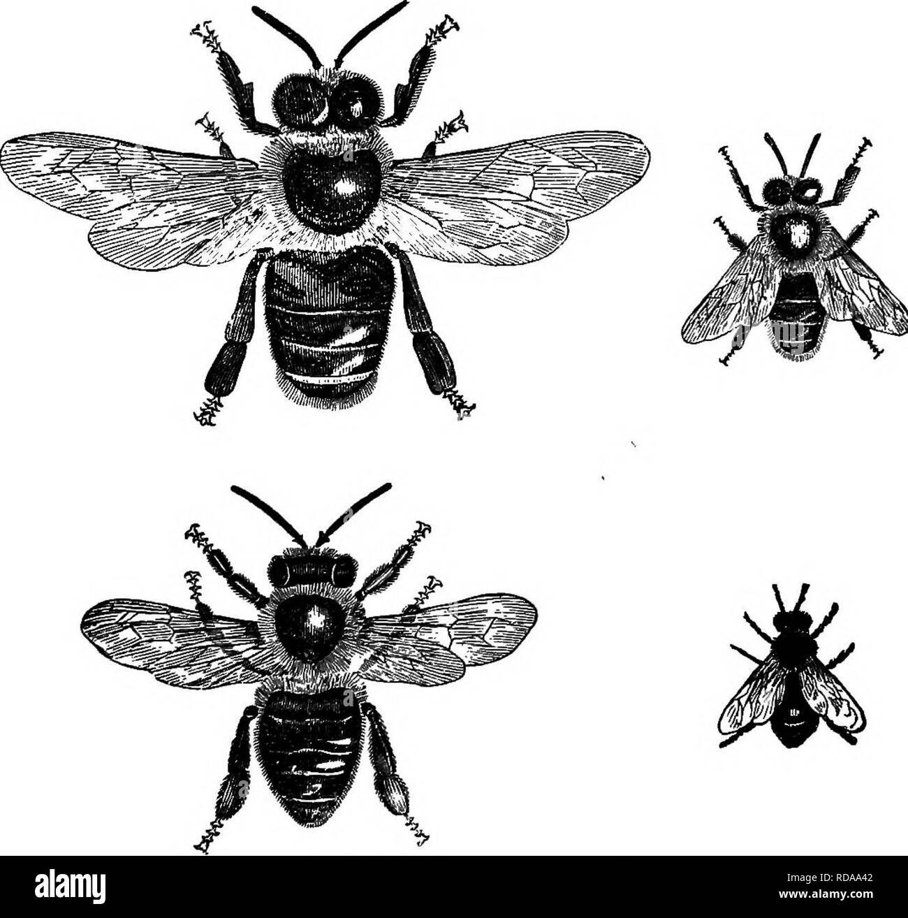 Lorenzo l langstroth -Fotos und -Bildmaterial in hoher Auflösung – Alamy