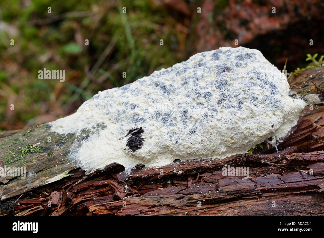 Fuligo septica var candida -Fotos und -Bildmaterial in hoher Auflösung ...