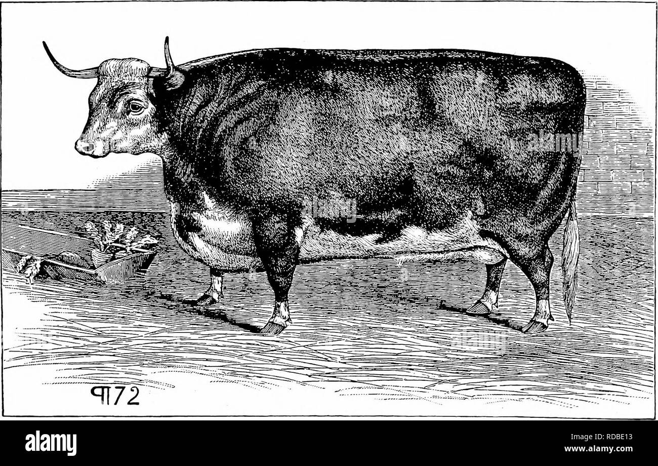 . Geschichte der Hereford Rind: Bewährte abschließend das älteste der ...