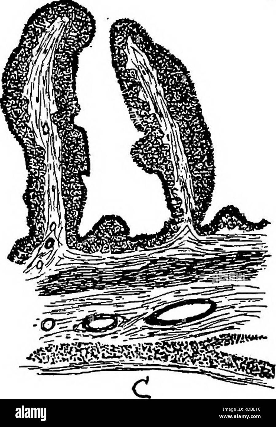 . Die Anatomie der Haushühner. Heimische Tiere; Veterinärmedizin ...