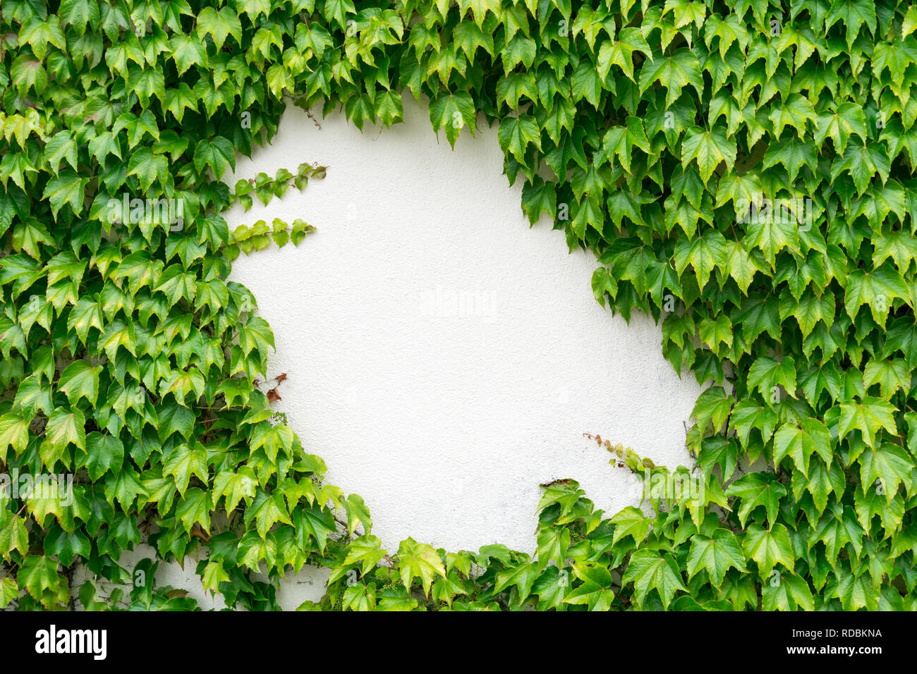 Efeu Fassade Stockfotos und -bilder Kaufen - Alamy