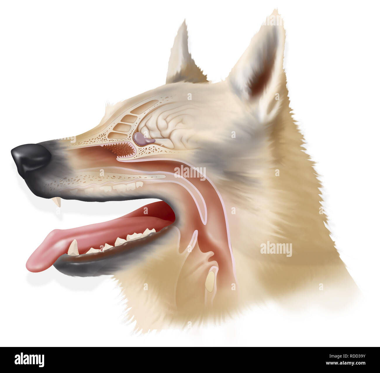 Bulbo olfatorio perro -Fotos und -Bildmaterial in hoher Auflösung – Alamy