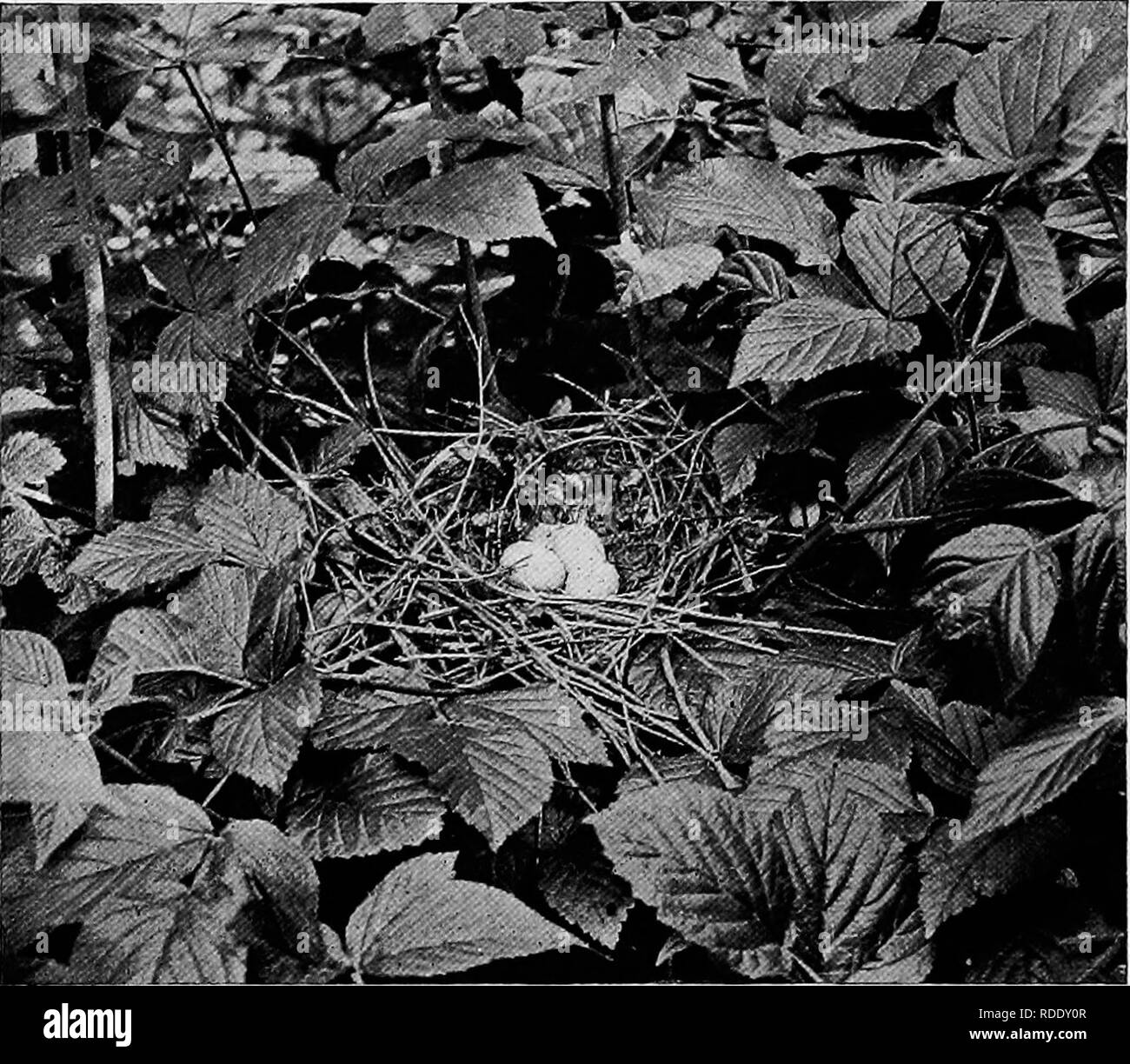Cuckoo eggs european -Fotos und -Bildmaterial in hoher Auflösung – Alamy