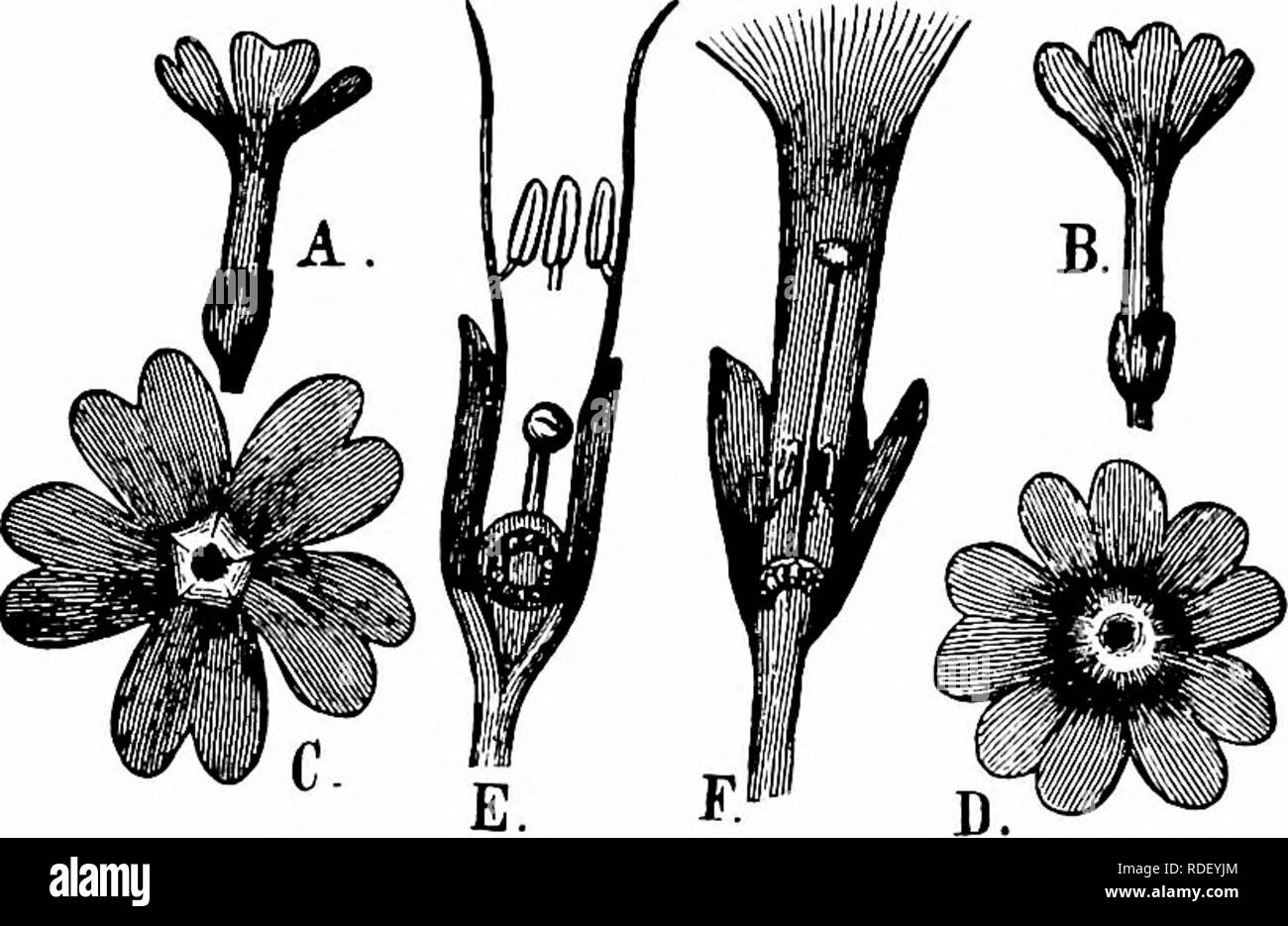 . Handbuch der Blume Bestäubung: auf Hermann Mu?ller Arbeit" die ...