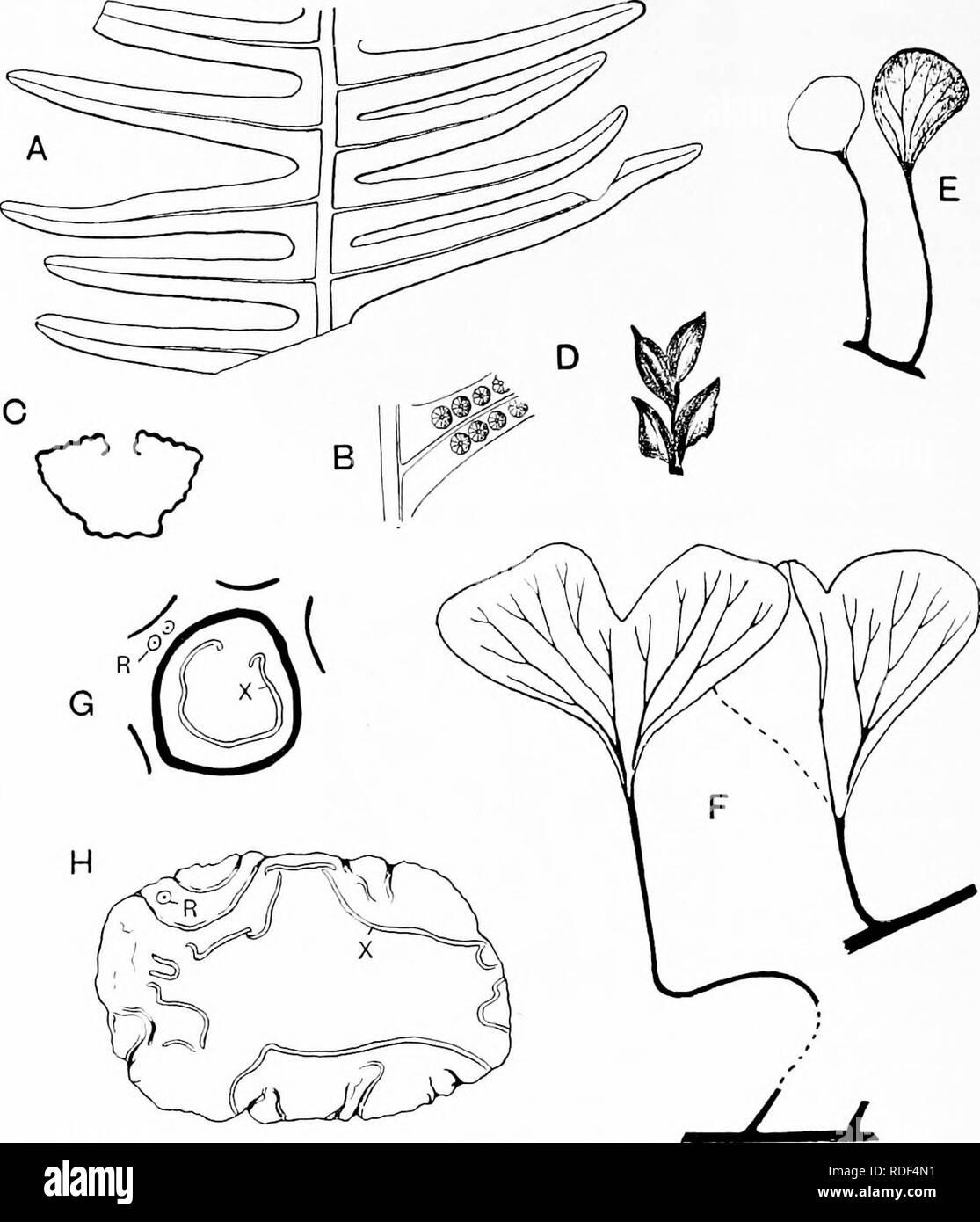 Fossil tree roots -Fotos und -Bildmaterial in hoher Auflösung – Alamy