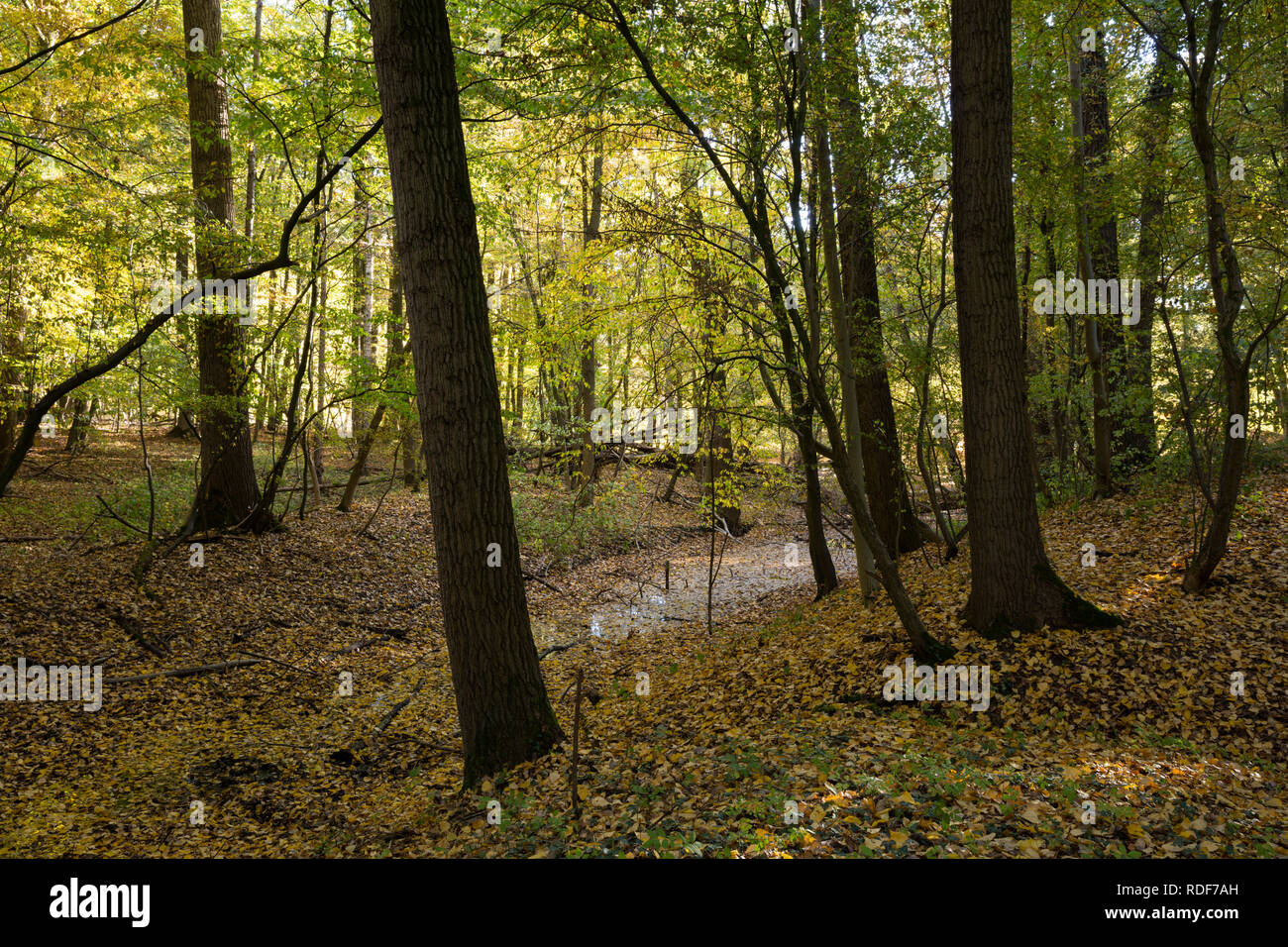 Weg durch den Laubbaumarten, Wald, Bergkamen, Nordrhein-Westfalen ...