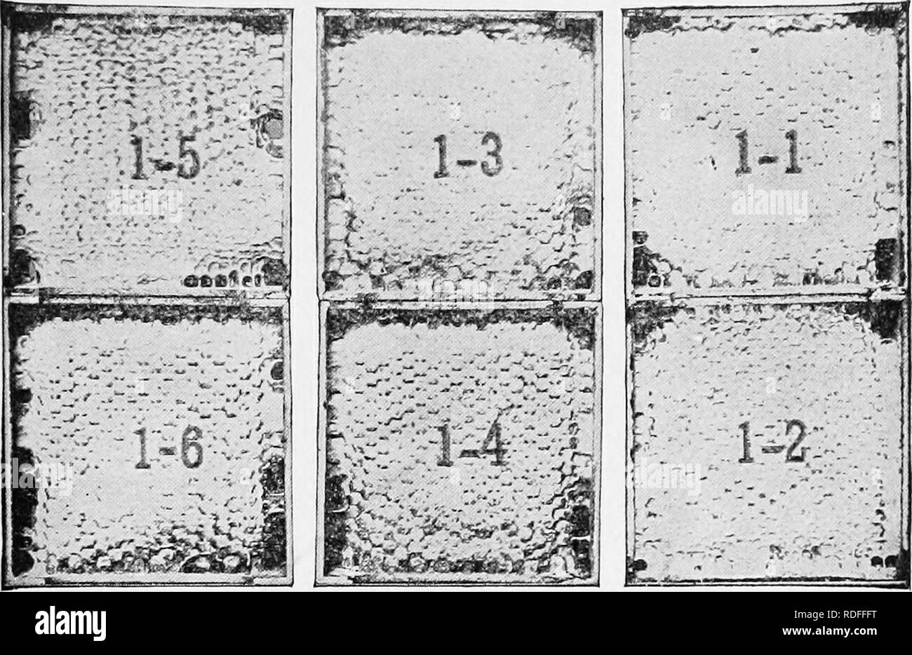 . Langstroth auf dem Hive und Honig-Biene. Bienen. MARKETING HONIG. 513 ...