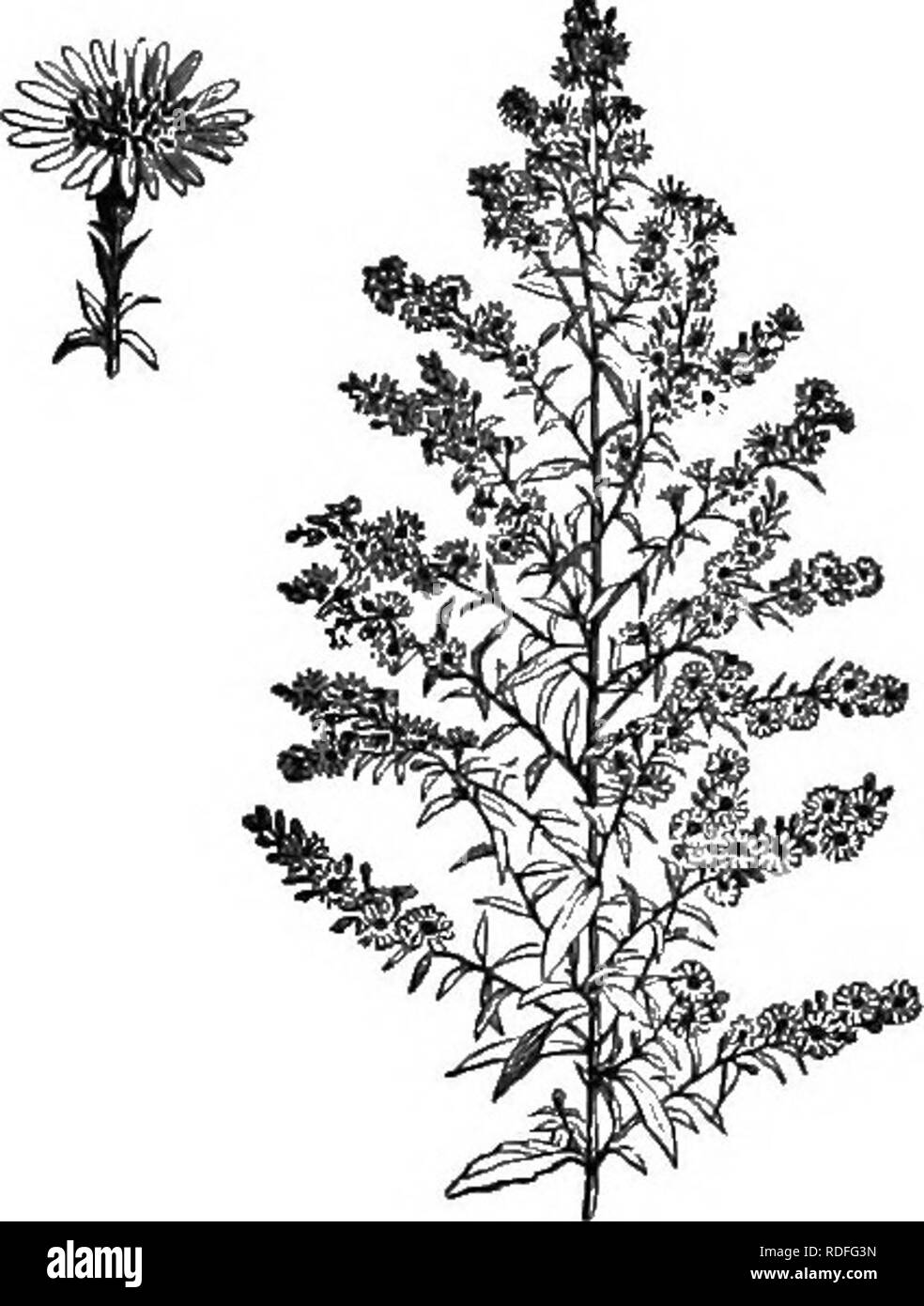 . Langstroth auf dem Hive und Honig-Biene. Bienen. Schwein. 165. ASTEB ...