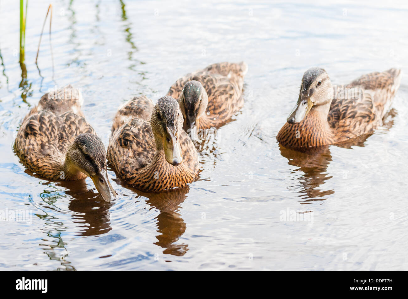 Gruppe von jungen braunen Enten und Entenküken zusammen Schwimmen im ...
