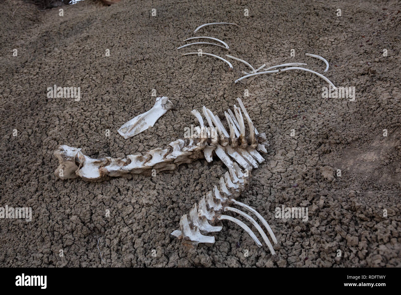 Bones in desert -Fotos und -Bildmaterial in hoher Auflösung – Alamy