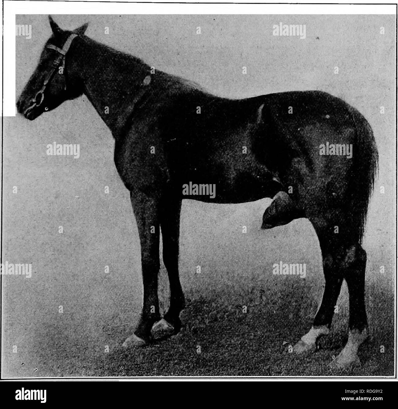 Testicles showing -Fotos und -Bildmaterial in hoher Auflösung – Alamy