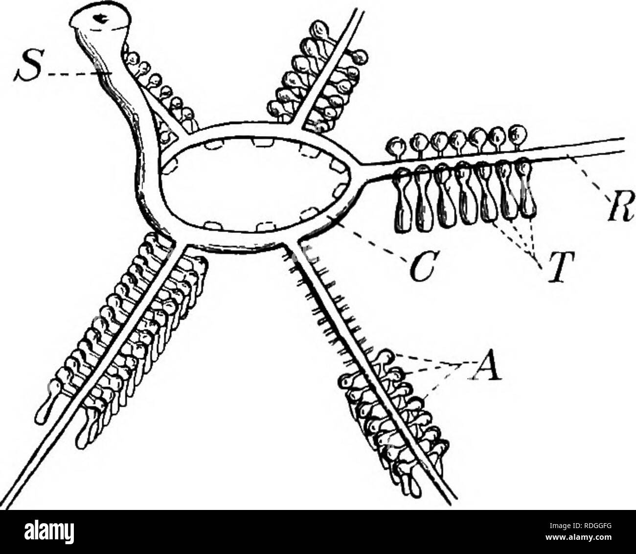 . Ein Lehrbuch in die Allgemeine Zoologie. Zoologie. 92 Seesterne ...