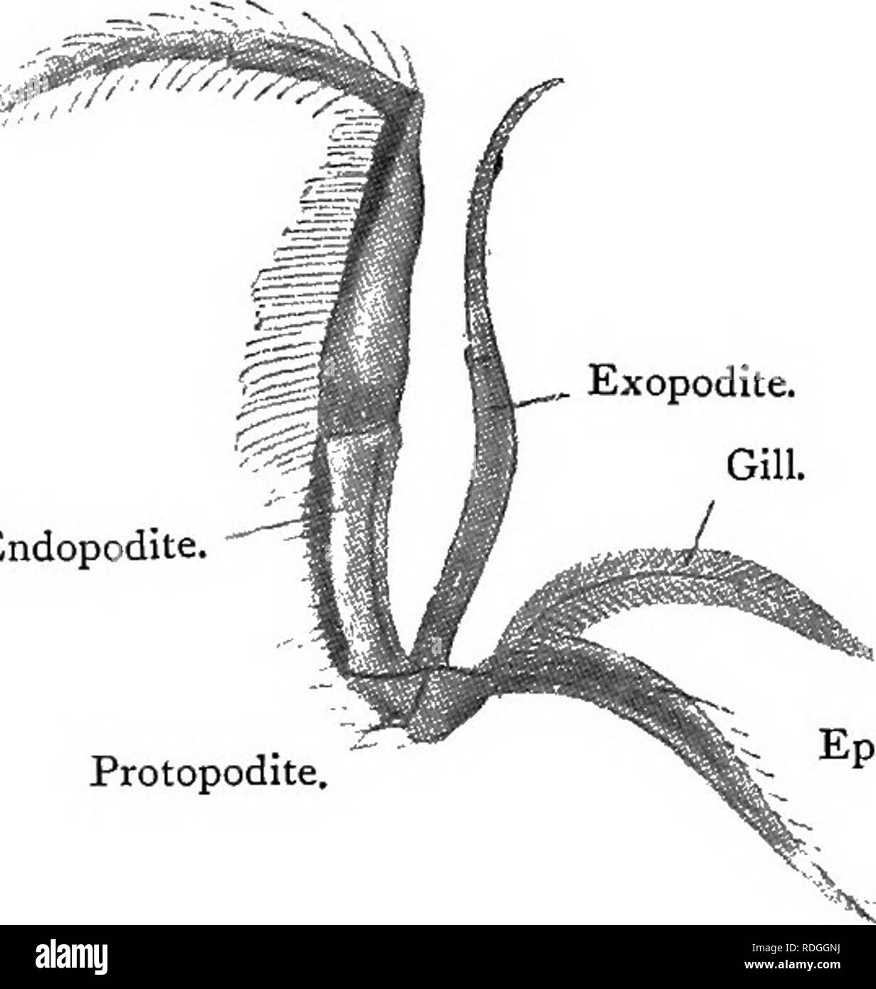 . Elementare Lehrbuch der Zoologie. Bilden ein Protopodite; Kiefer ...