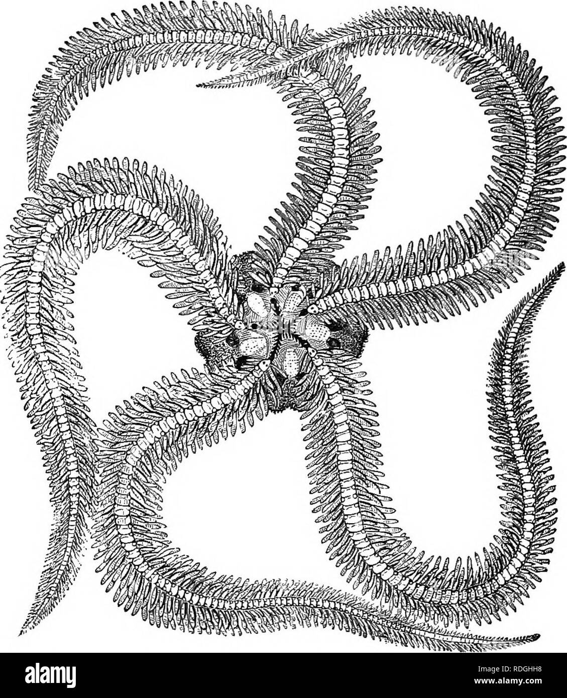 Klasse echinoidea -Fotos und -Bildmaterial in hoher Auflösung – Alamy