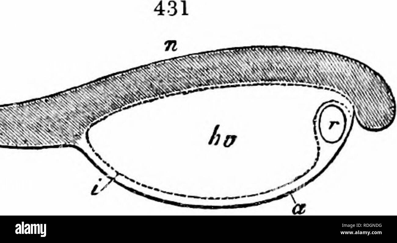 . Auf der Anatomie der Wirbeltiere. Wirbeltiere; Anatomie ...