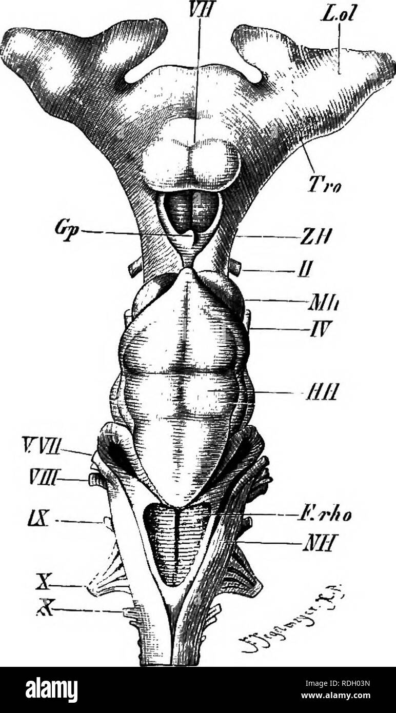 . Eine elementare praktische Zoologie. Zoologie. 144 Die DORNHAIE ...