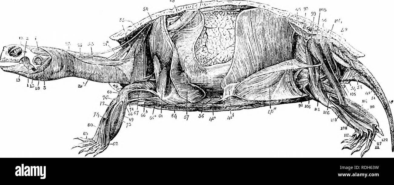 Anatomia di base -Fotos und -Bildmaterial in hoher Auflösung – Alamy