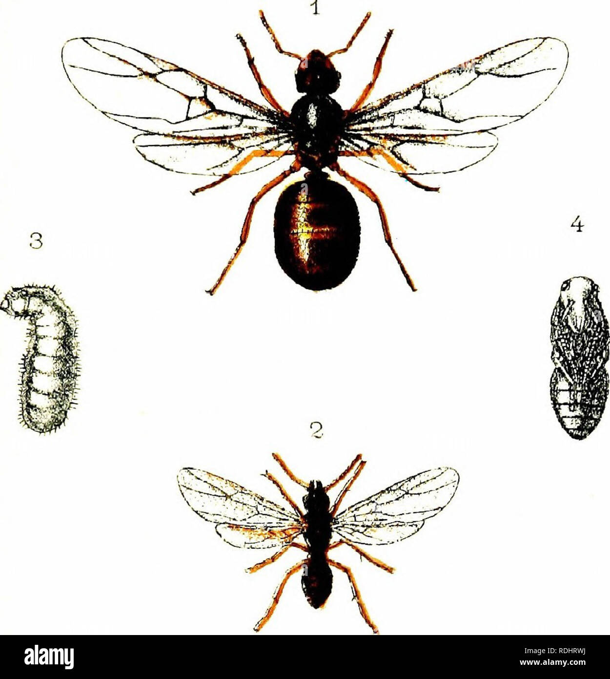Lasius claviger -Fotos und -Bildmaterial in hoher Auflösung – Alamy