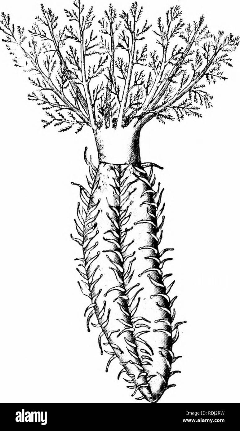 . Elemente der Zoologie, der Feld- und Laborstudie der Tiere zu ...