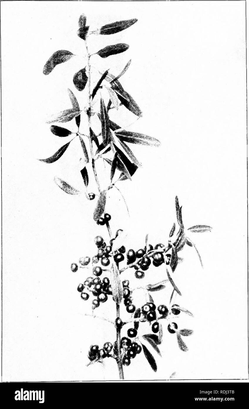 . Unsere nördlichen Sträucher und wie man sie identifizieren: ein ...