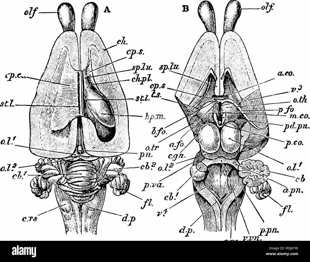 Genu of the corpus callosum -Fotos und -Bildmaterial in hoher Auflösung ...