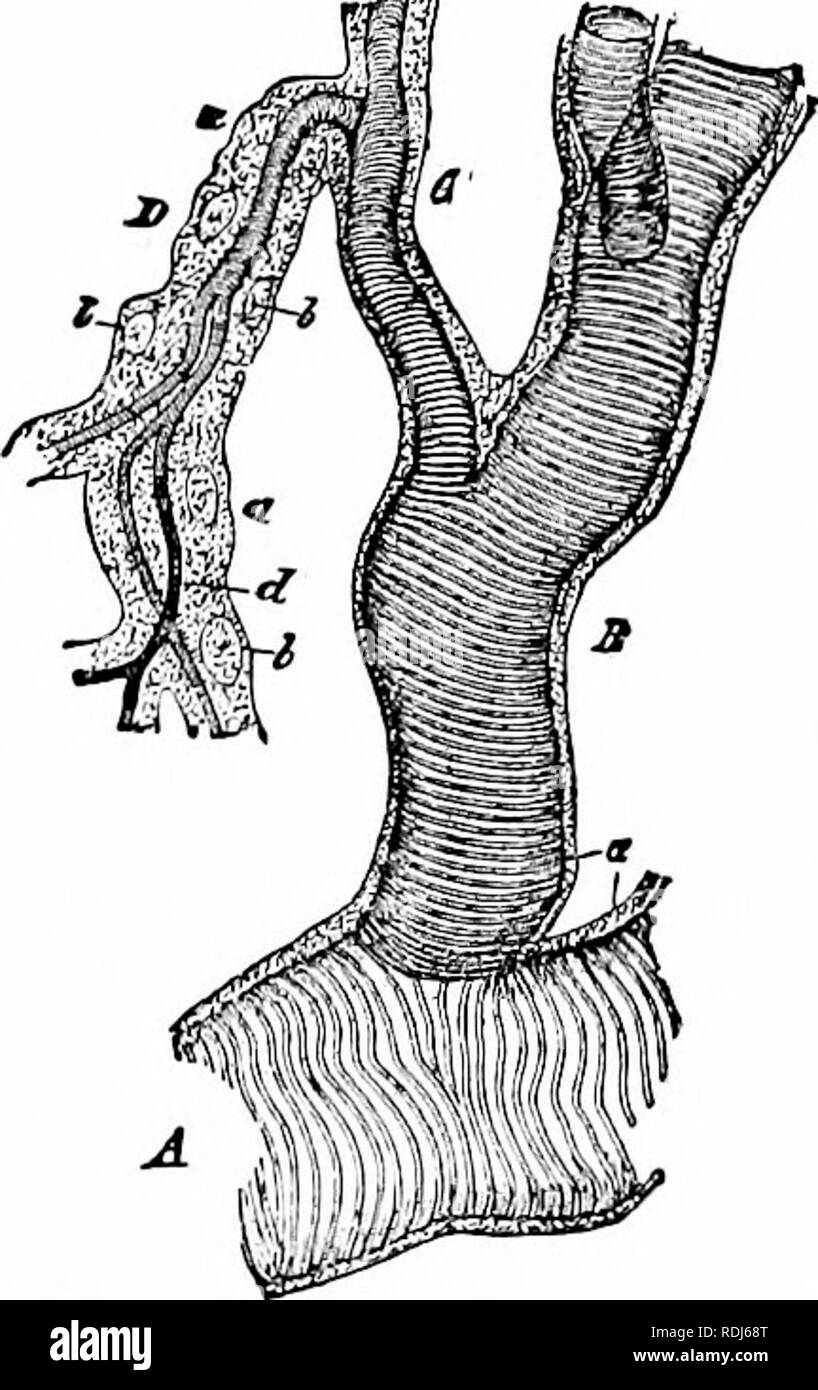 Trachea epithelium -Fotos und -Bildmaterial in hoher Auflösung – Alamy