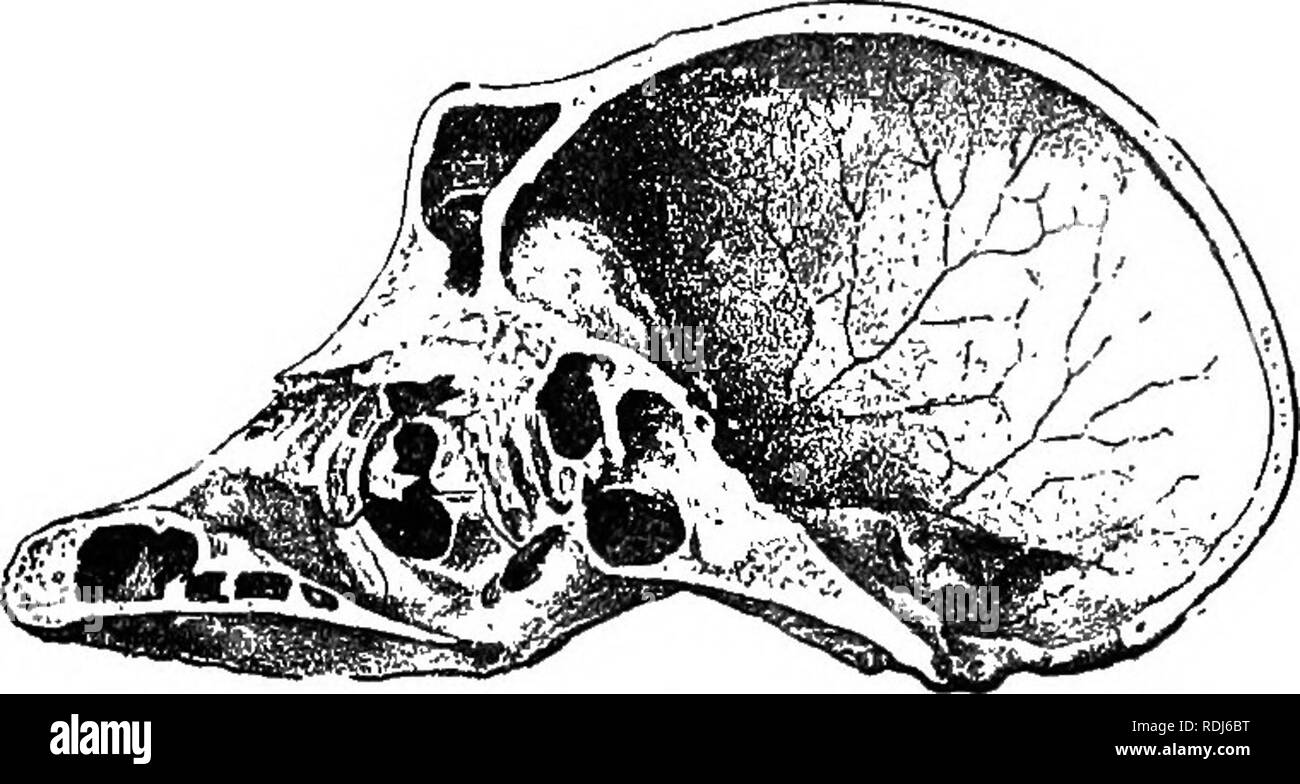 Human bone longitudinal -Fotos und -Bildmaterial in hoher Auflösung – Alamy