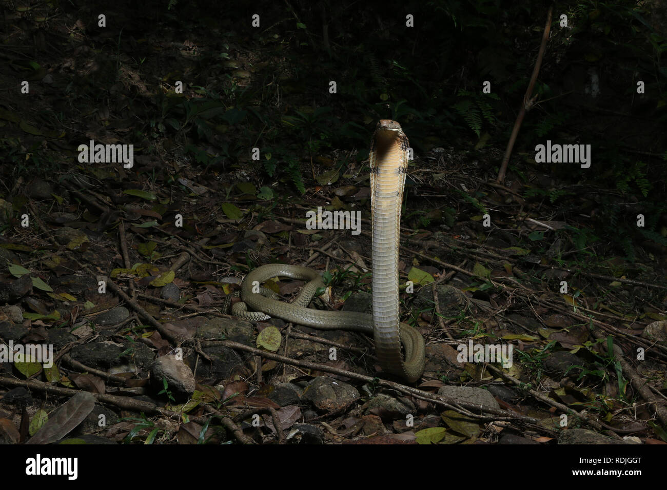 Snake Nest Stockfotos & Snake Nest Bilder - Seite 2 - Alamy