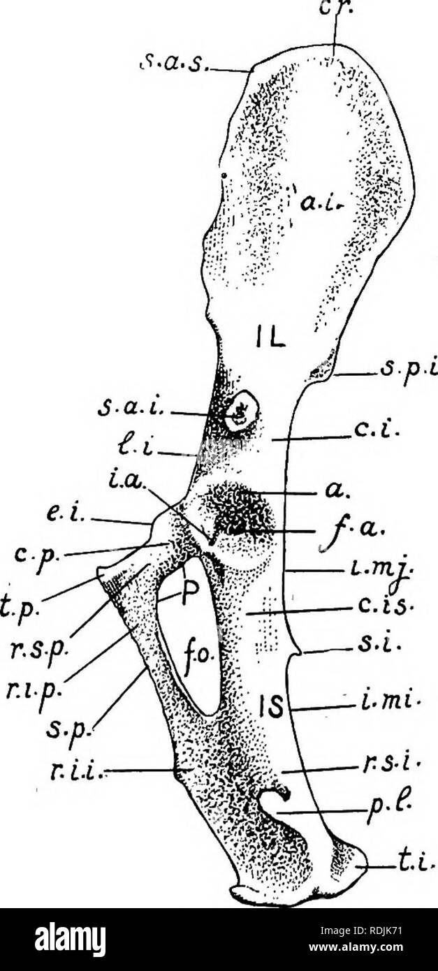 . Praktische Anatomie der Kaninchen: Eine elementare Labor Lehrbuch in ...
