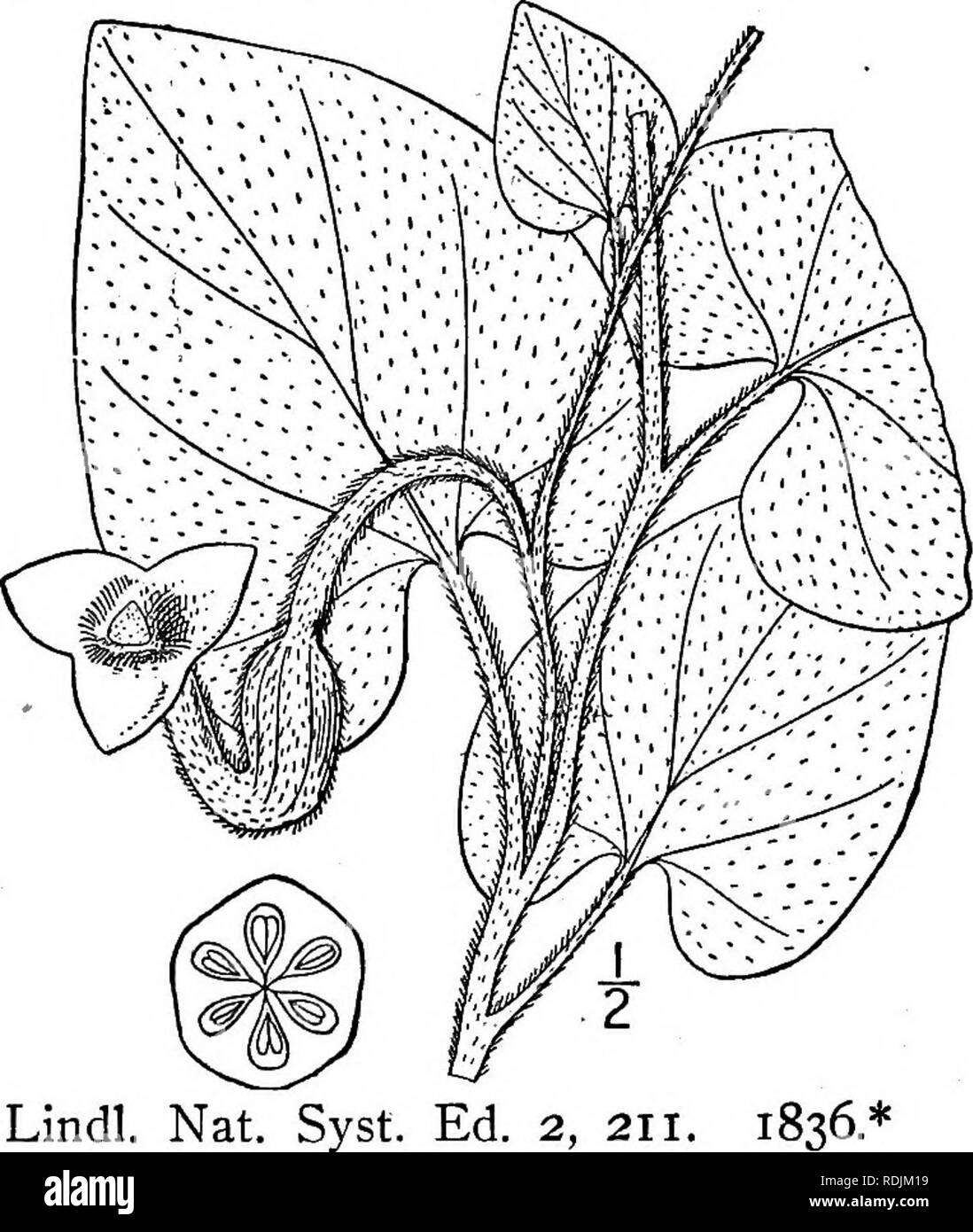 . Eine Illustrierte Flora von der nördlichen USA, Kanada und die ...