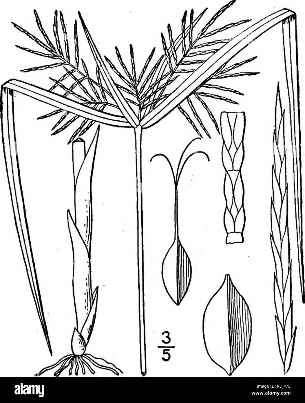 . Eine Illustrierte Flora von der nördlichen USA, Kanada und die ...