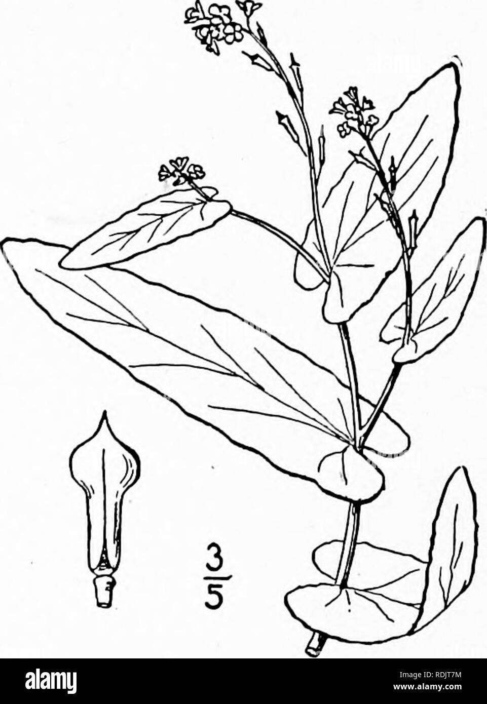 . Eine Illustrierte Flora von der nördlichen USA, Kanada und die ...