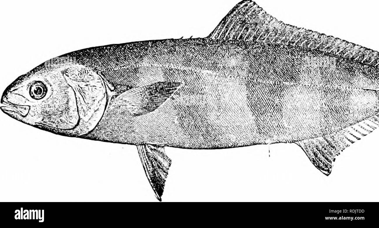 Yellow pilot fish -Fotos und -Bildmaterial in hoher Auflösung – Alamy