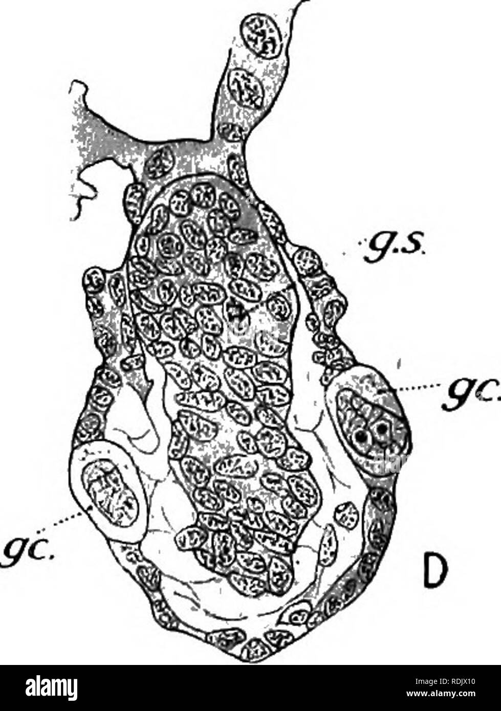 . Lehrbuch der Embryologie. Embryologie. Abb. 141.- Entwicklung der ...