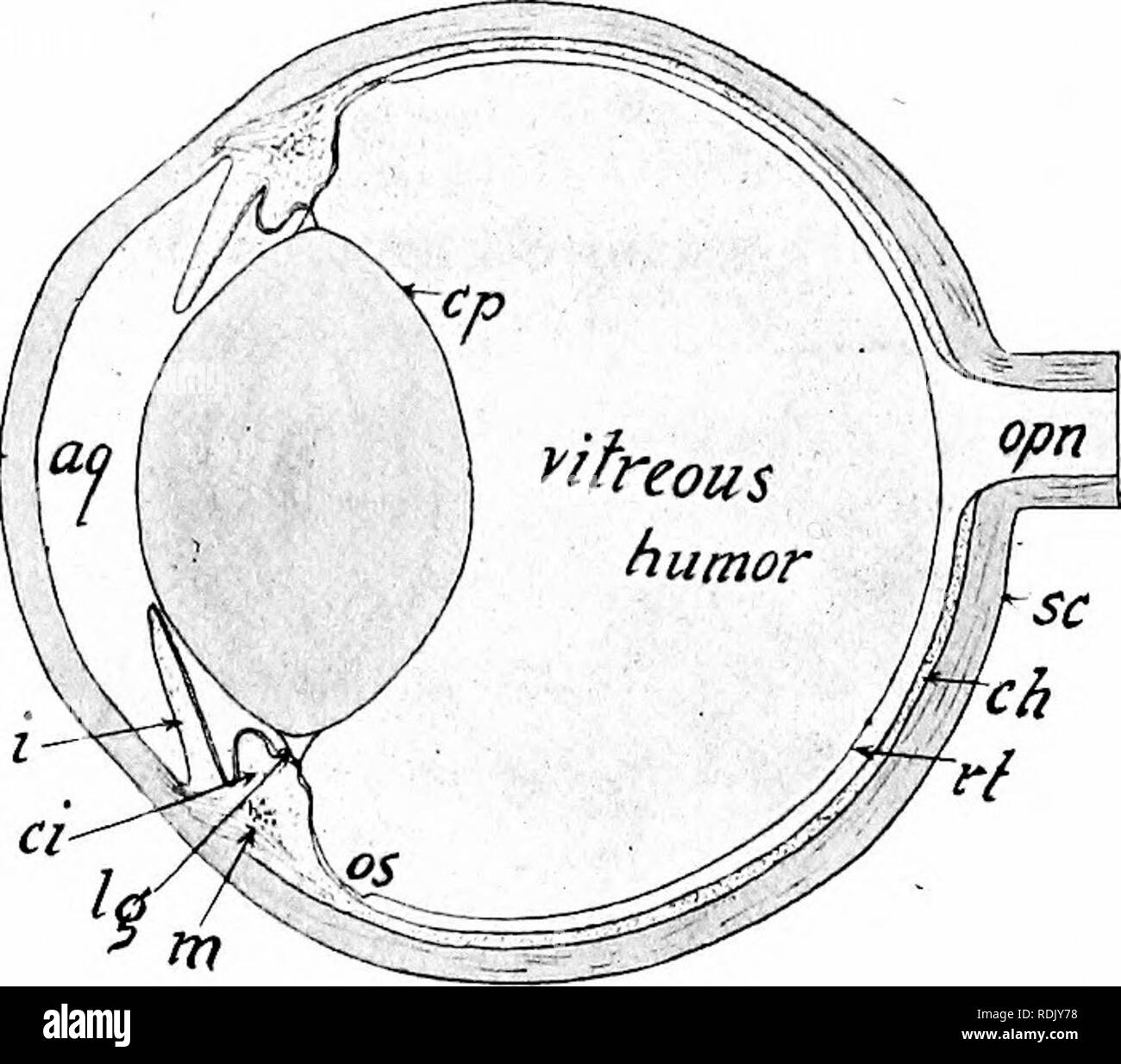 . Säugetierzellen Anatomie: mit besonderem Bezug auf die Katze ...