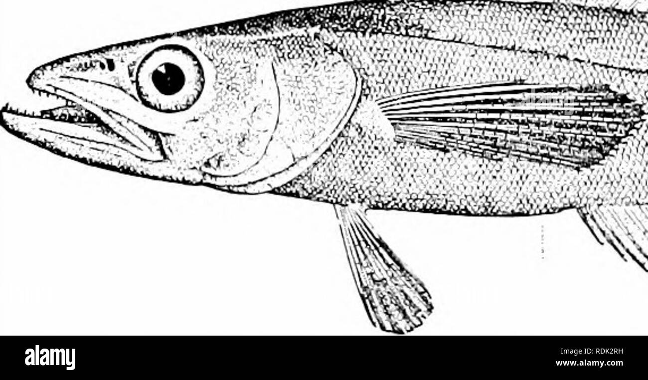 . Ein Leitfaden für das Studium der Fische. Fische; Zoologie; Fische ...