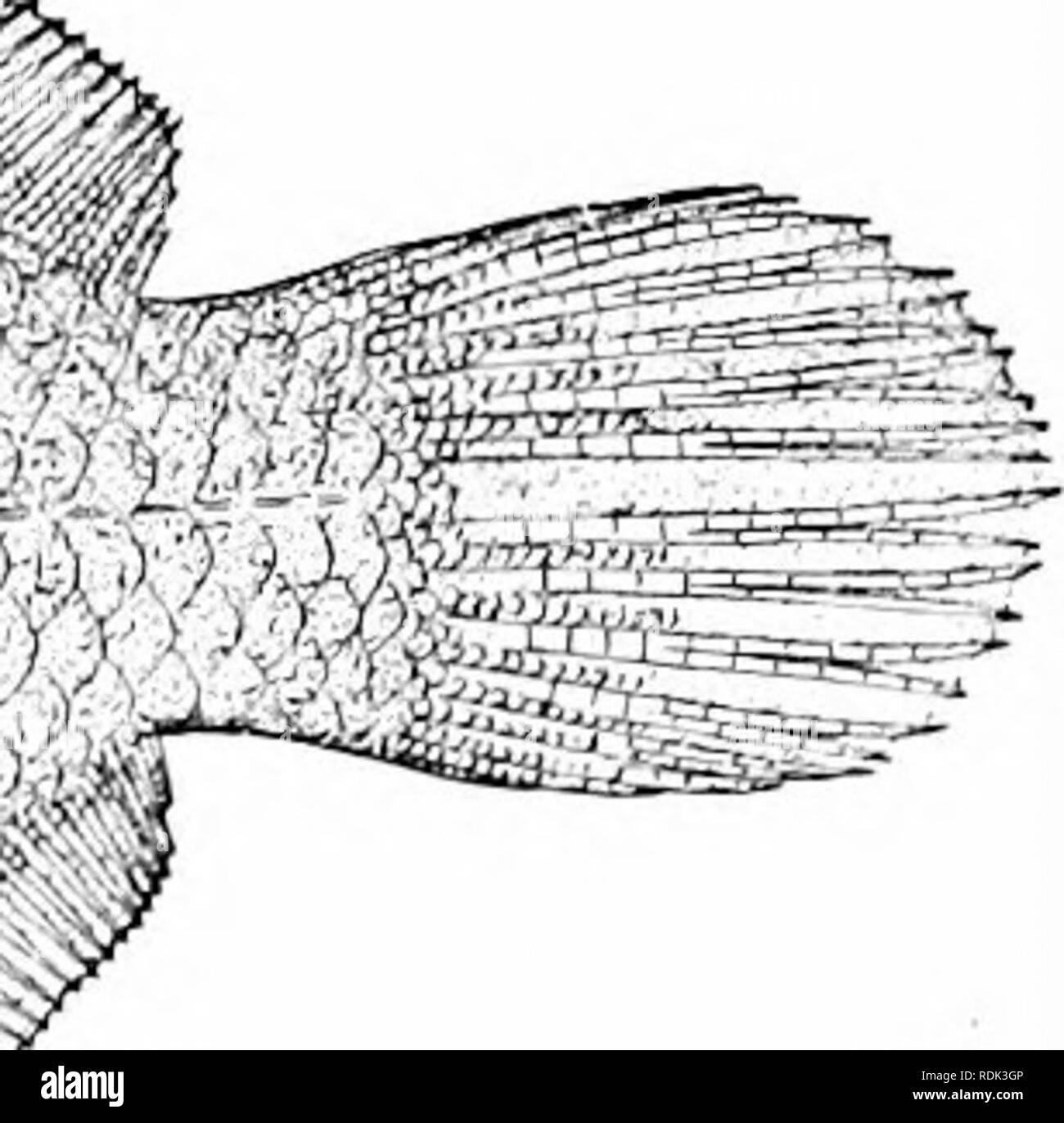 . Ein Leitfaden für das Studium der Fische. Fische; Zoologie; Fische ...