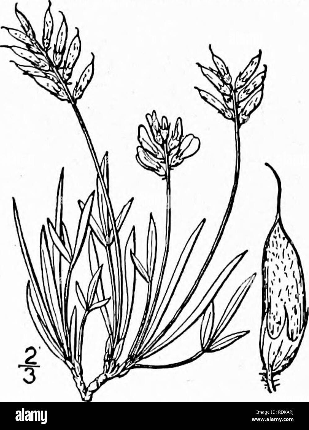. Eine Illustrierte Flora von der nördlichen USA, Kanada und die ...