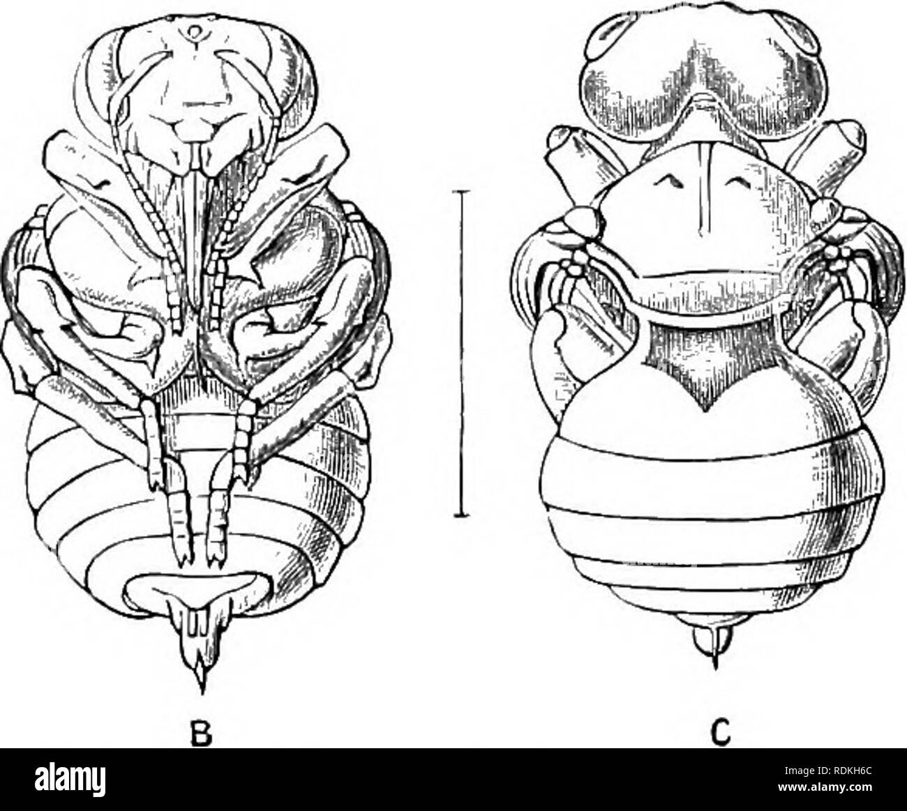. Die Cambridge Natural History. Zoologie. Fia. 89.- Larve und Puppe ...