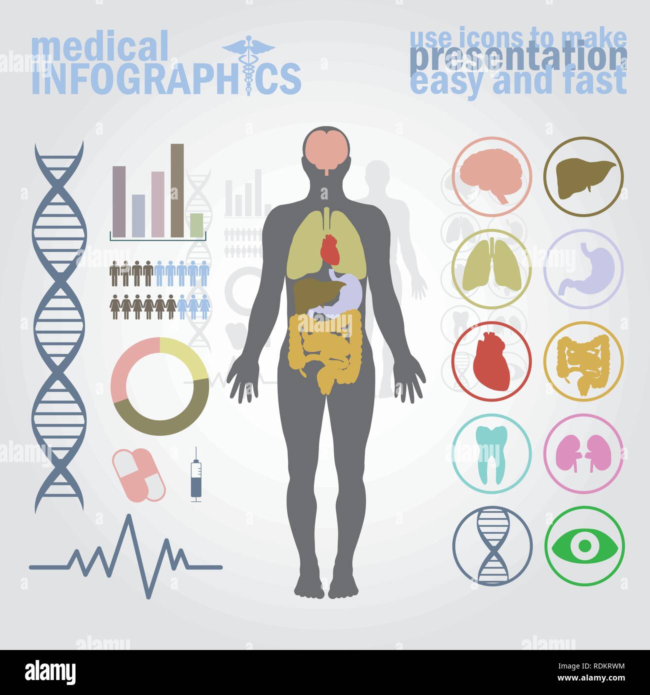 Human organs infographic -Fotos und -Bildmaterial in hoher Auflösung ...
