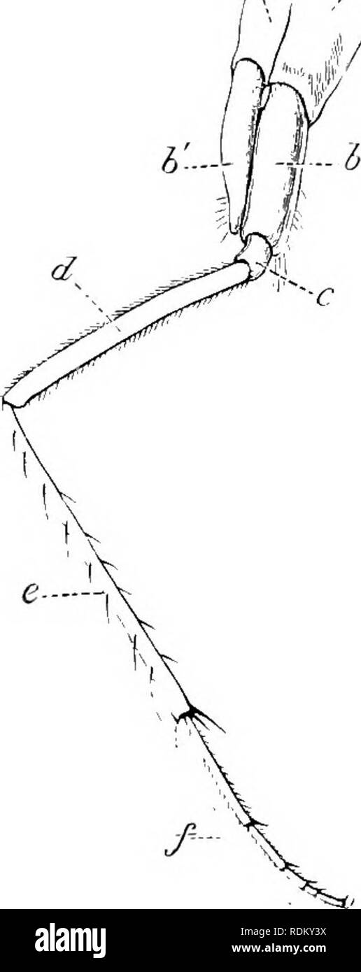 . Die Cambridge Natural History. Zoologie. I04 Beine superior, die ...