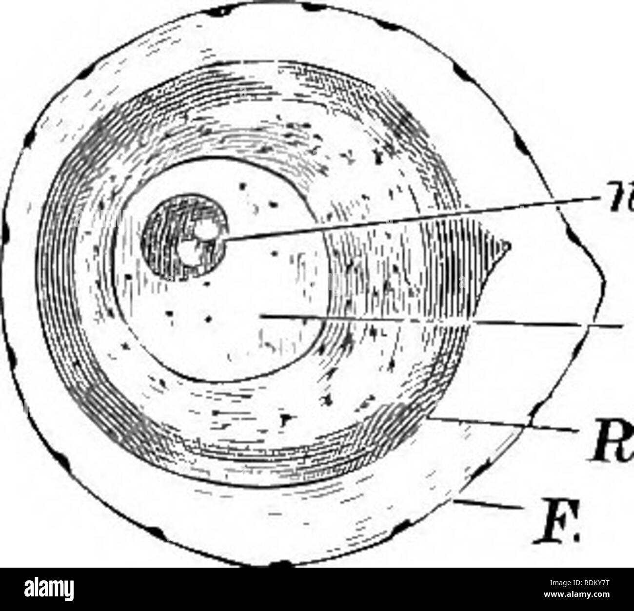 . Die Cambridge Natural History. Zoologie. Embryologie 63 3. Die ...