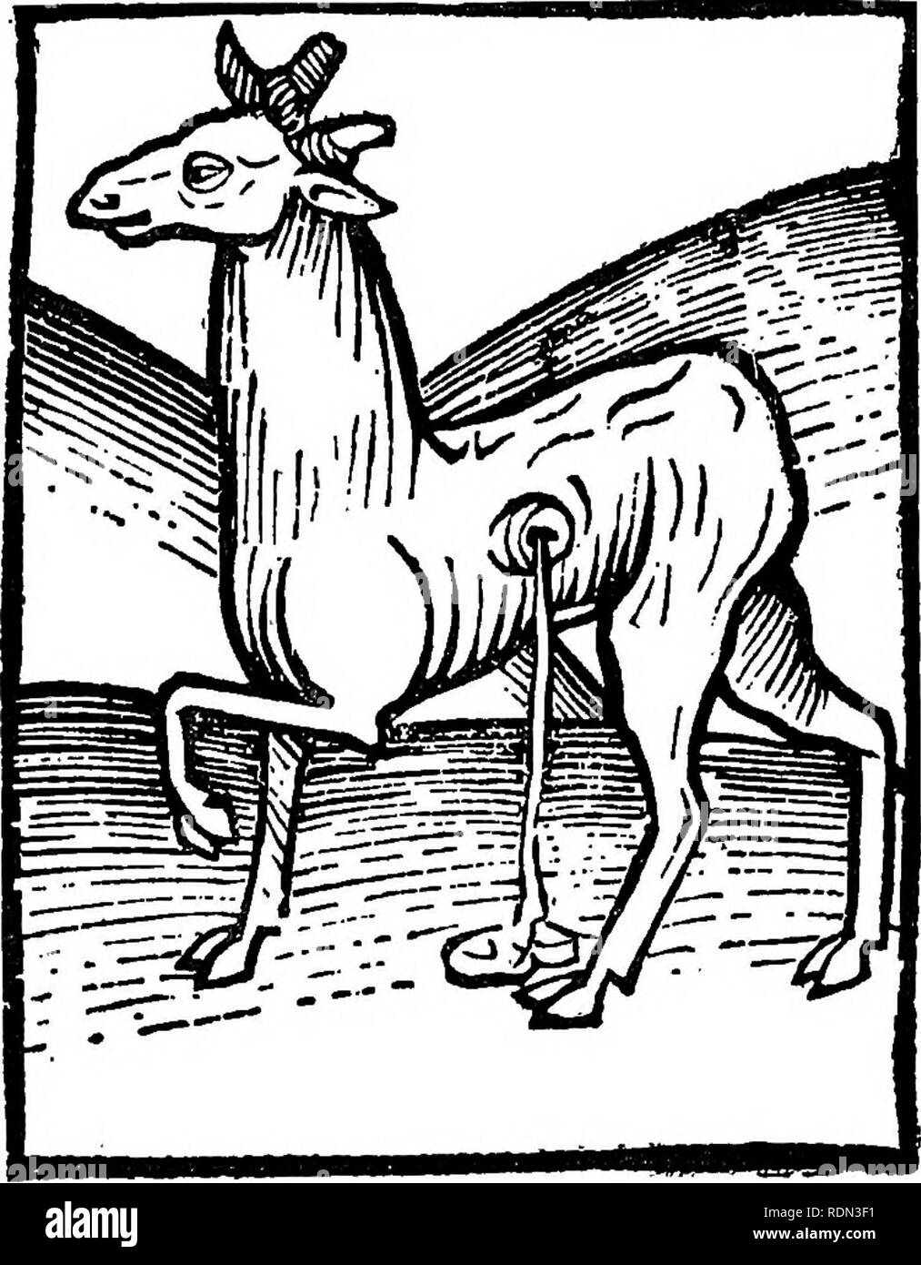 Shakespeares moschus -Fotos und -Bildmaterial in hoher Auflösung – Alamy