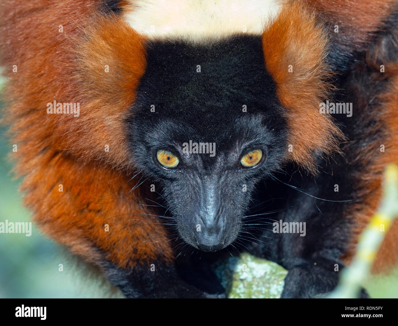 Gattung varecia -Fotos und -Bildmaterial in hoher Auflösung – Alamy