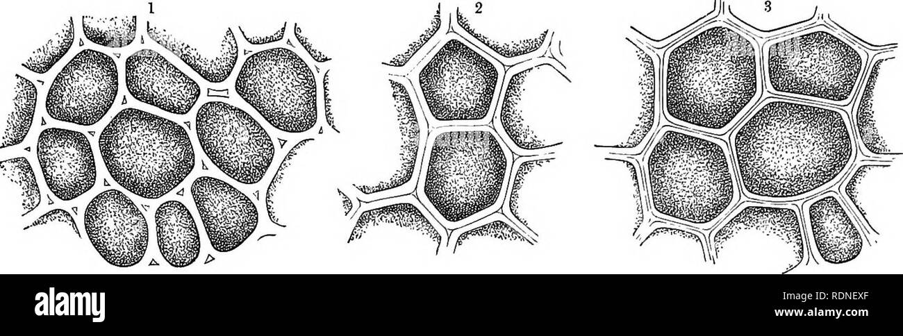 . Der natürliche Verlauf von Pflanzen, deren Formen, Wachstum ...