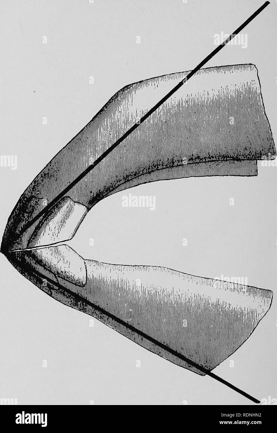 . Tierarztes... Tierarztes; Veterinär Pathologie; Pferde; Zähne ...